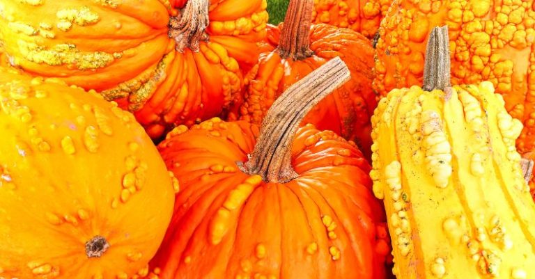 Is Bumpy Squash Safe To Eat? | Veganoga