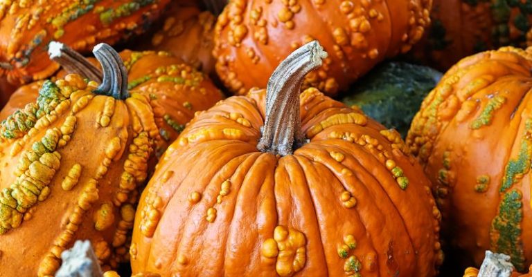 Is Bumpy Squash Safe To Eat? | Veganoga