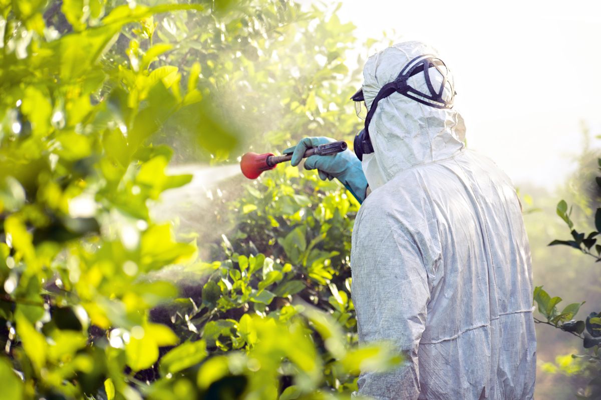 9 Surprising Reasons Why Your Mango Is Brown Inside | Veganoga