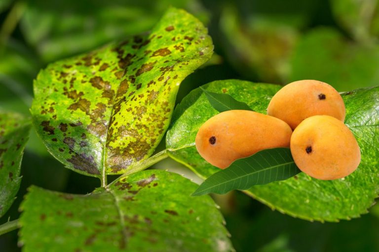 9 Surprising Reasons Why Your Mango Is Brown Inside | Veganoga